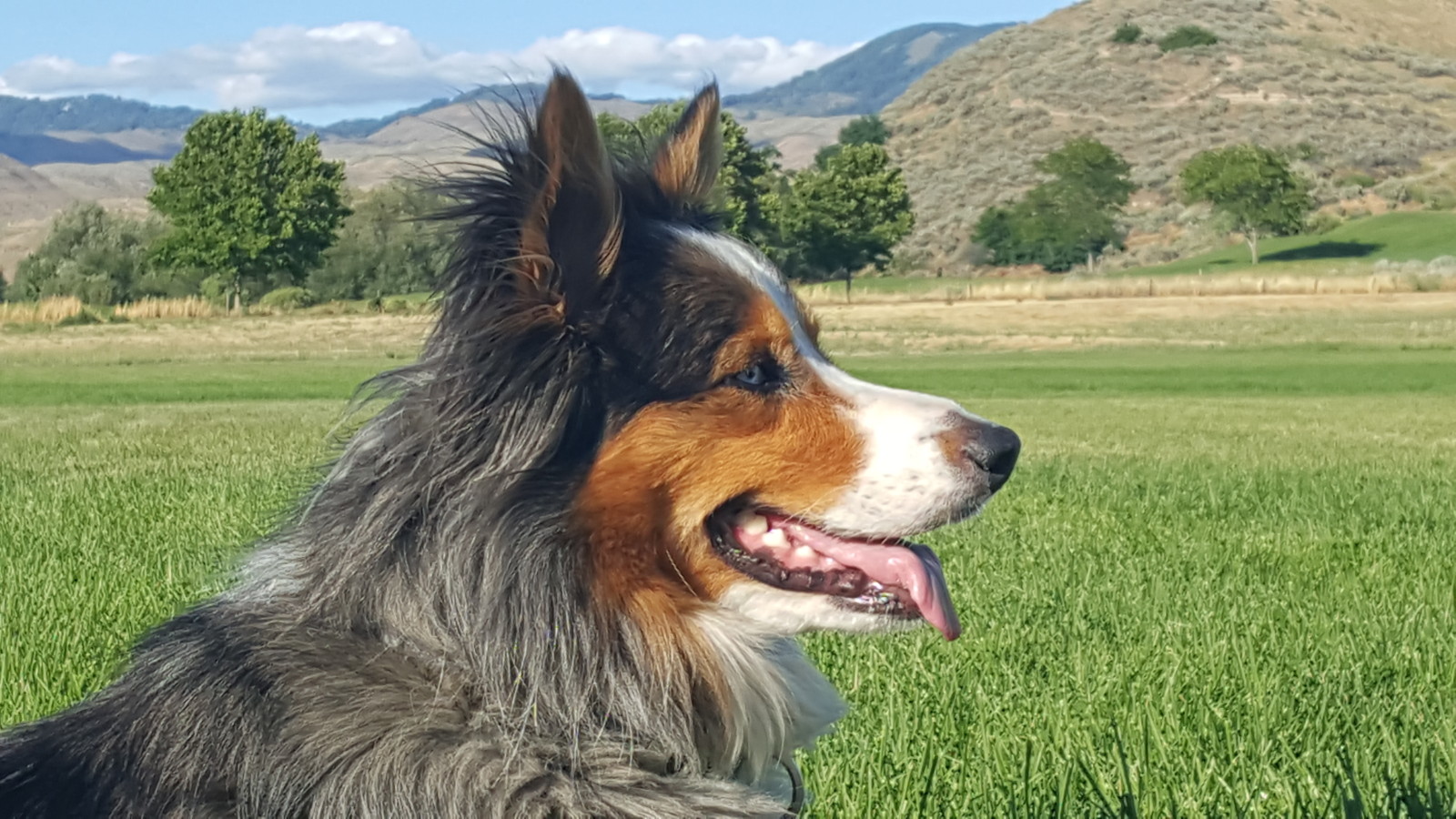 It's Spring - Flea & Ticks are here! - Critter Joe's